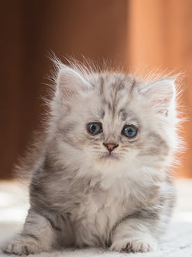 Review Us | Midwest Animal Hospital